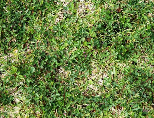 Weed Identifier - Roozens Online