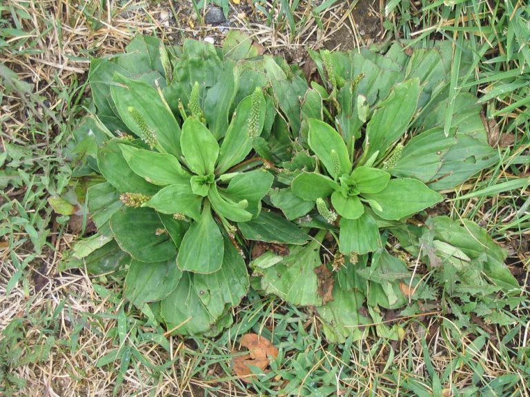 Weed Identifier - Roozens Online