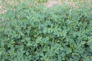 Weed Identifier - Roozens Online