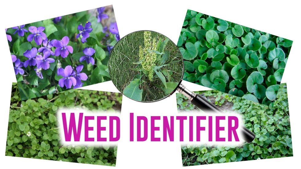 Weed Identifier - Roozens Online